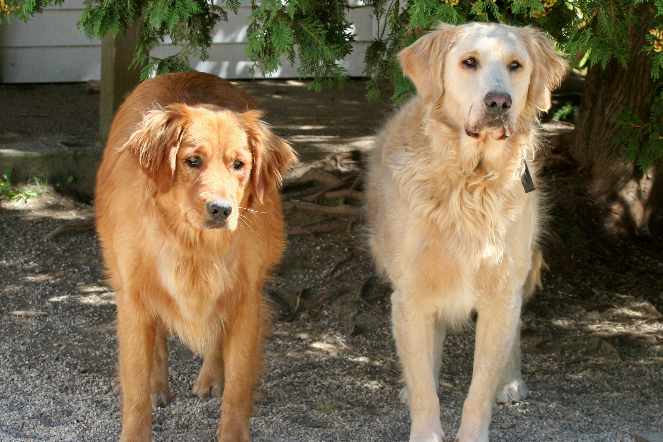 Sweetpaperdesigns Massachusetts Doggie Day Care Regulations Sweetpaperdesigns Massachusetts Doggie Day Care Regulations